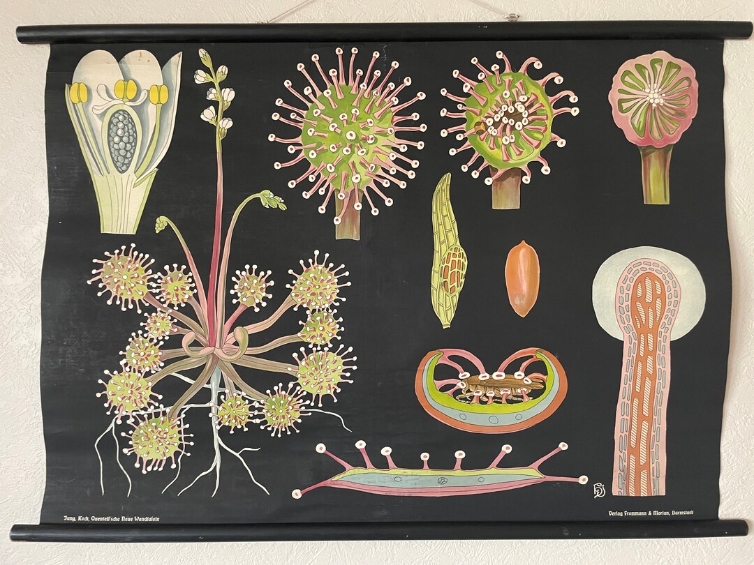 Rare Early SUNDEW School Chart Jung Koch Quentell Vintage - Etsy Australia