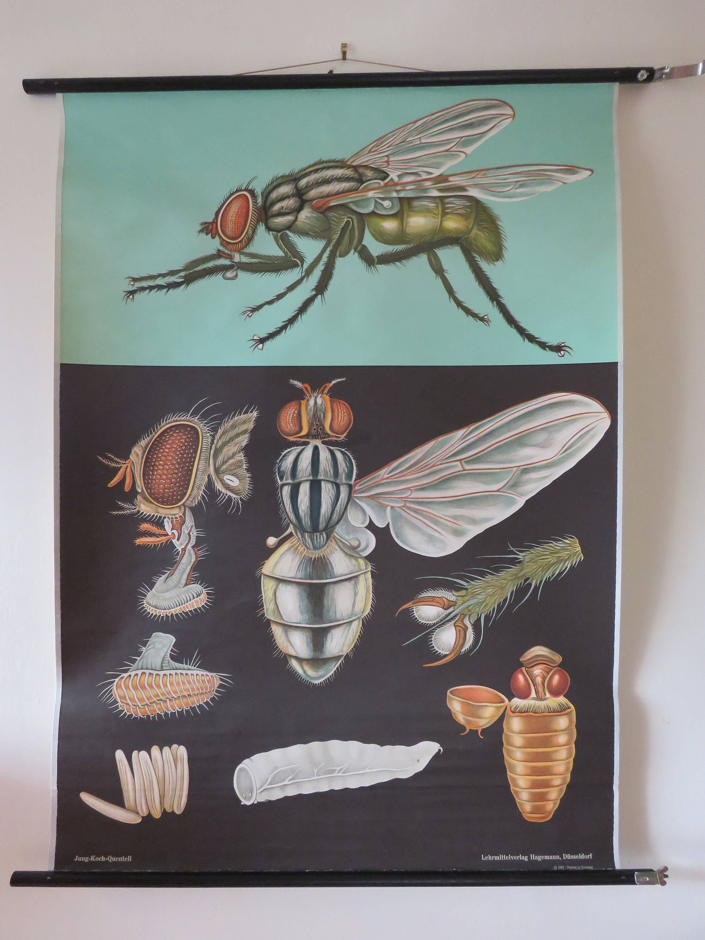 Vintage school chart of HOUSE FLY by Jung Koch & Quentell roll | Etsy