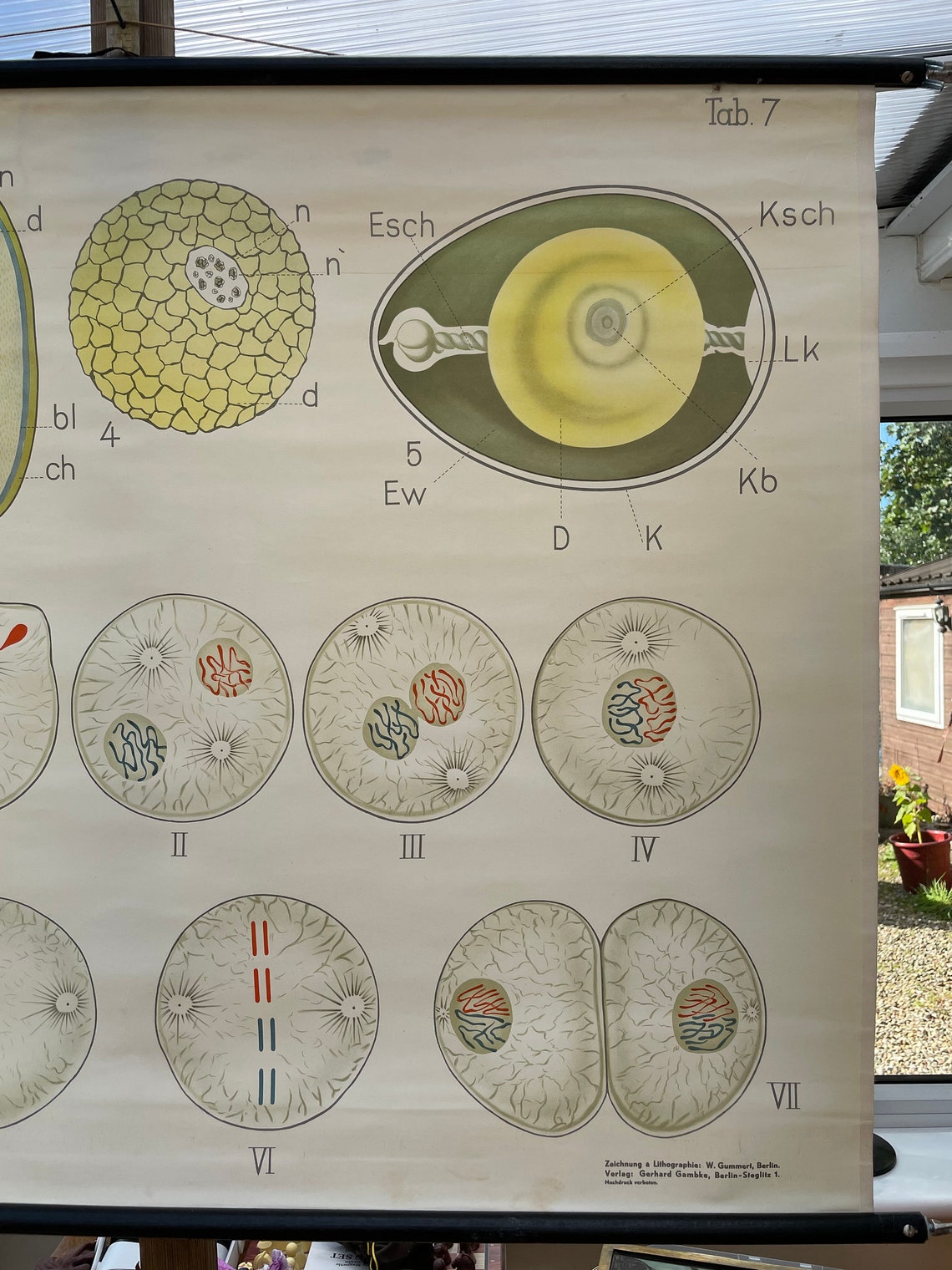 Vintage School Chart of CELL DIVISION Embryology & Fertilisation ...