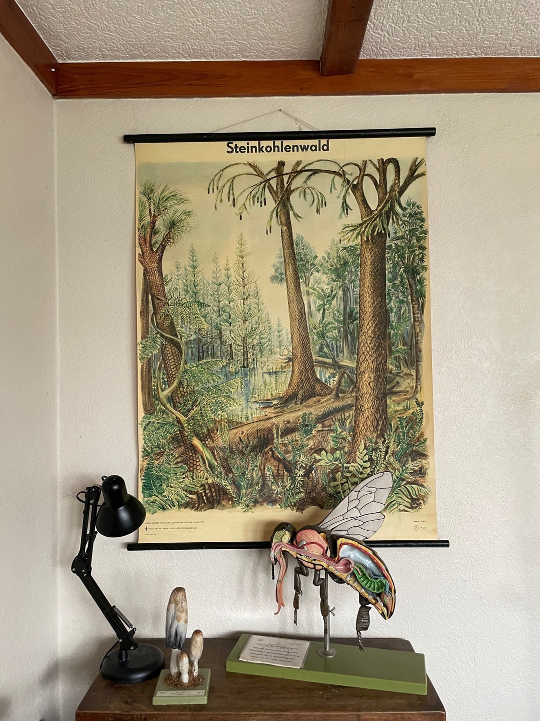 Vintage COAL FOREST School Chart Roll Down Educational Chart Evolution ...