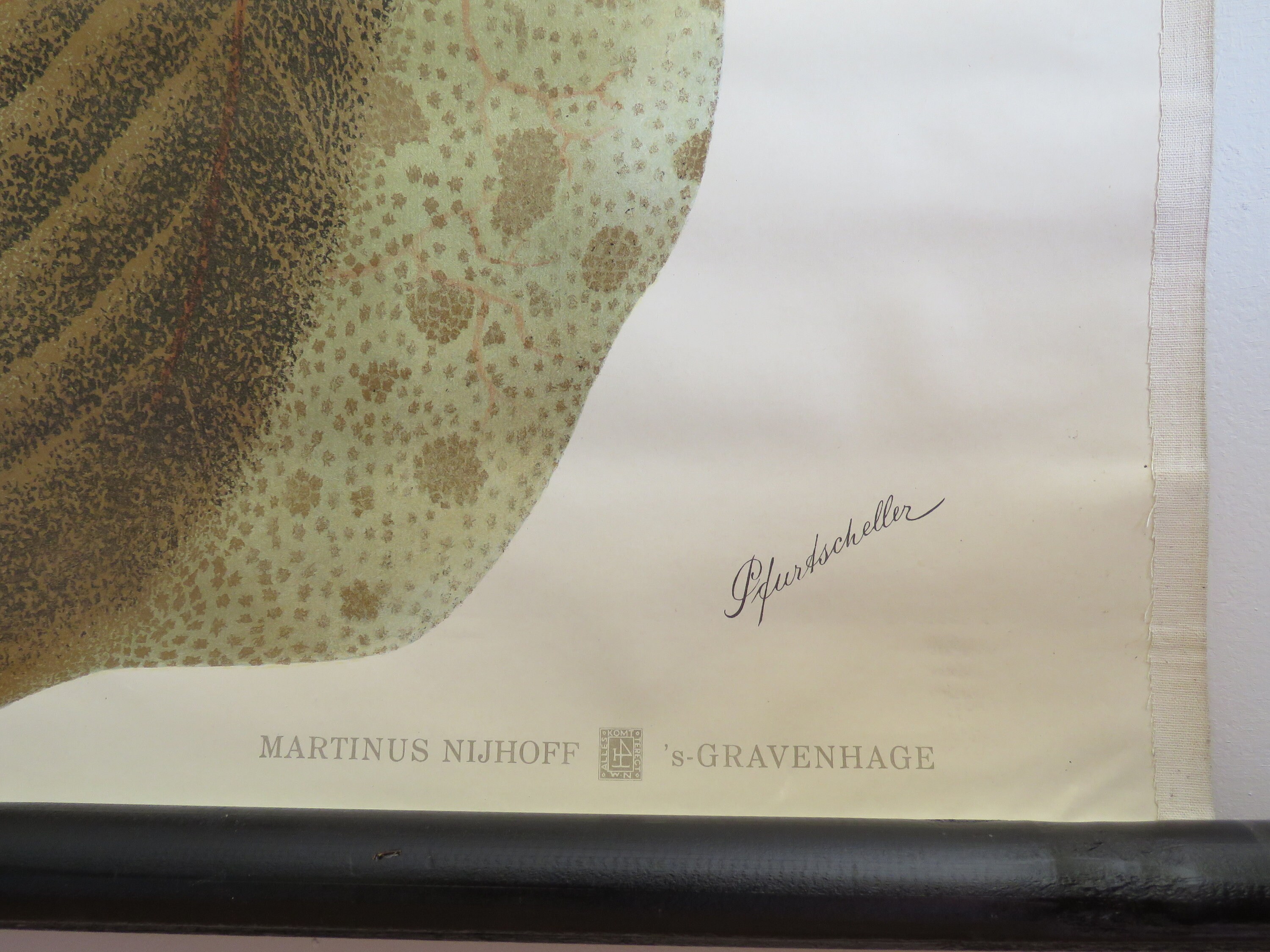 Rare Vintage Educational Wall Chart of TADPOLE FROG by Paul | Etsy UK