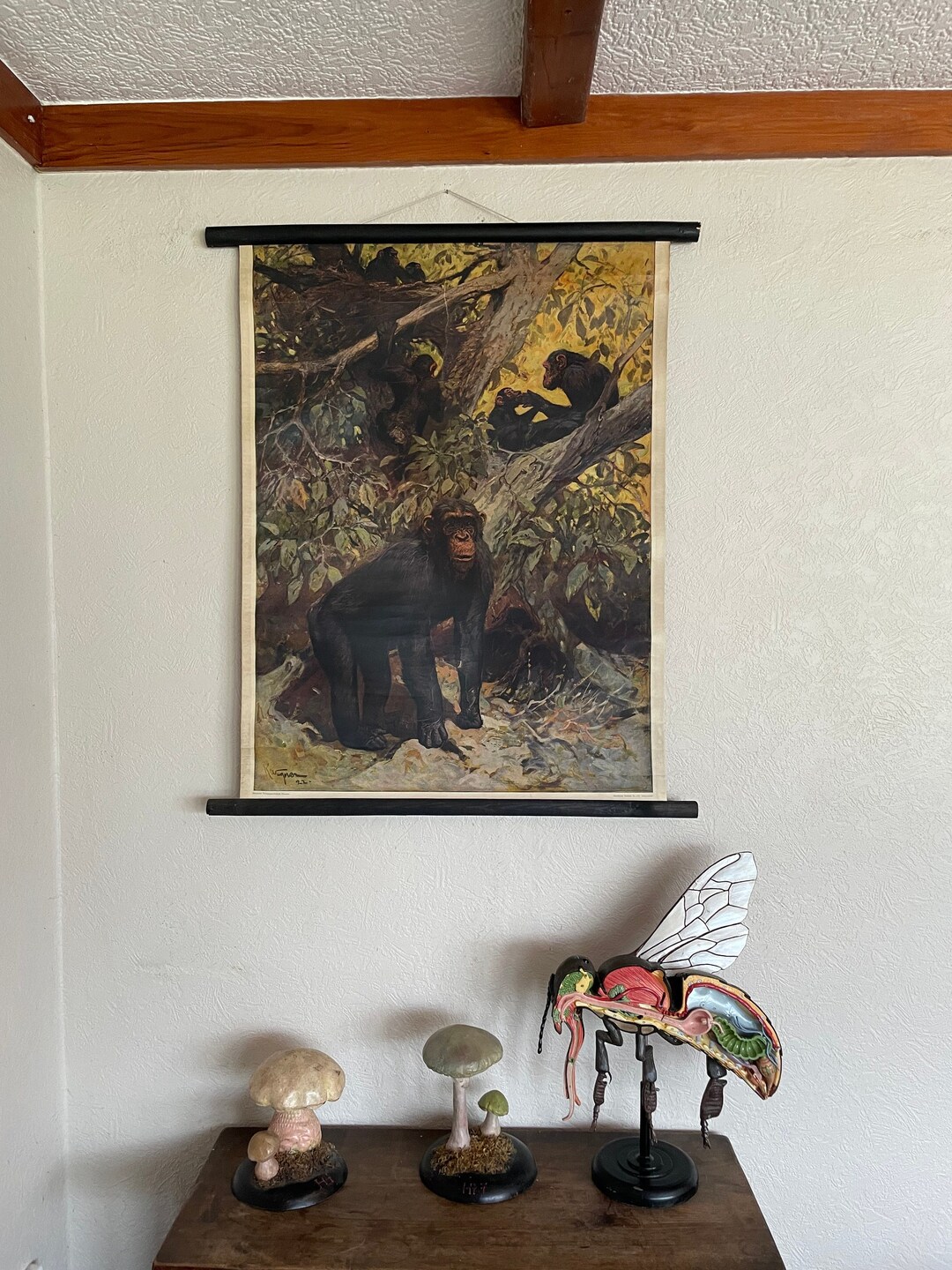 Vintage CHIMPANZEE School Chart Roll Down Poster Educational Wall Chart ...