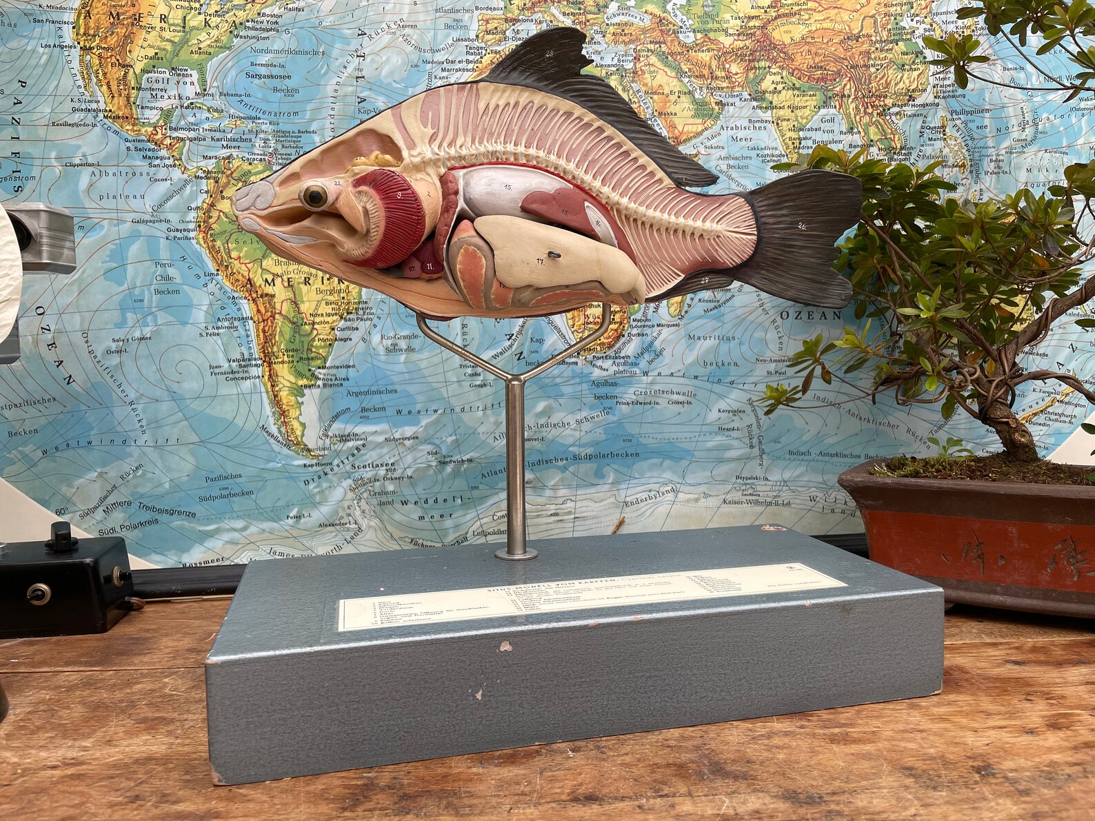 Rare Vintage SOMSO CARP FISH Anatomical Educational Model 1950's ...