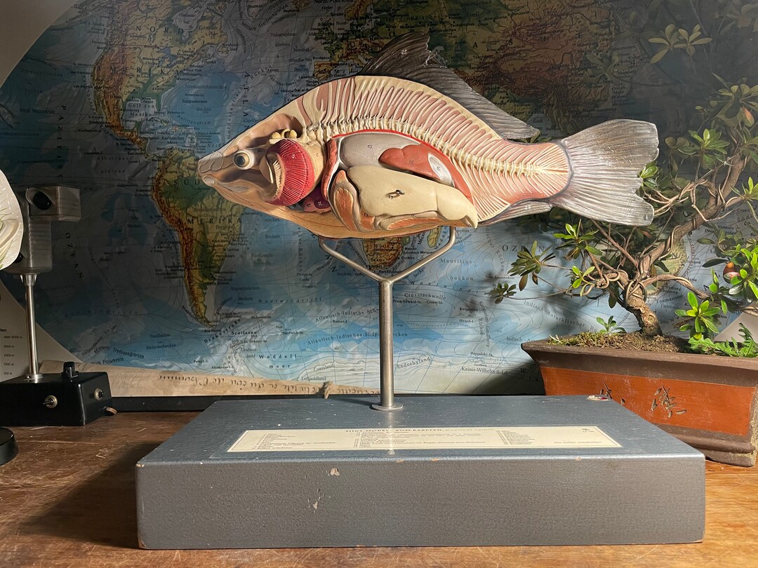 Rare Vintage SOMSO CARP FISH Anatomical Educational Model 1950's ...