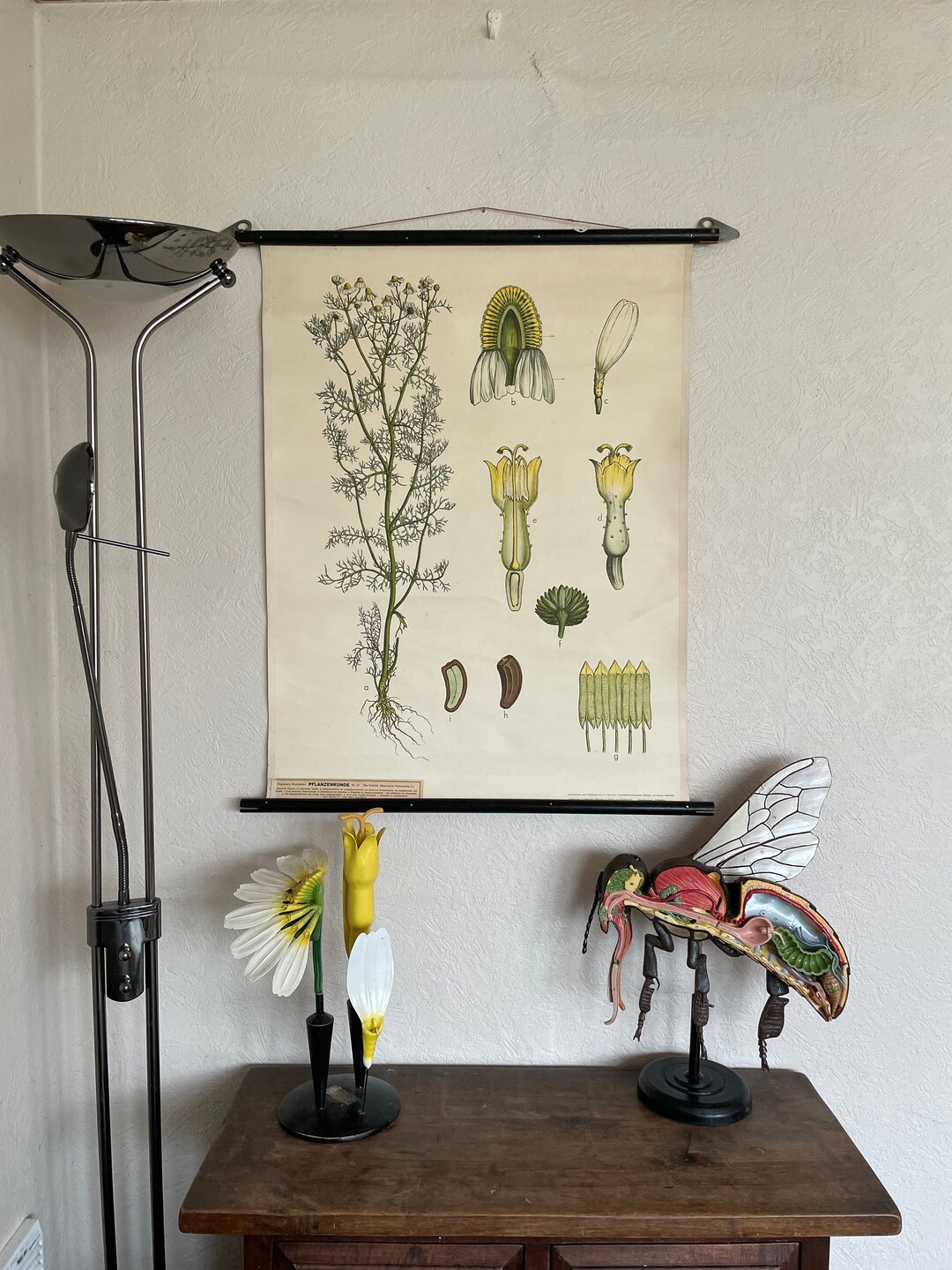 Vintage Chamomile Botanical School Chart - German Educational Wall Art ...
