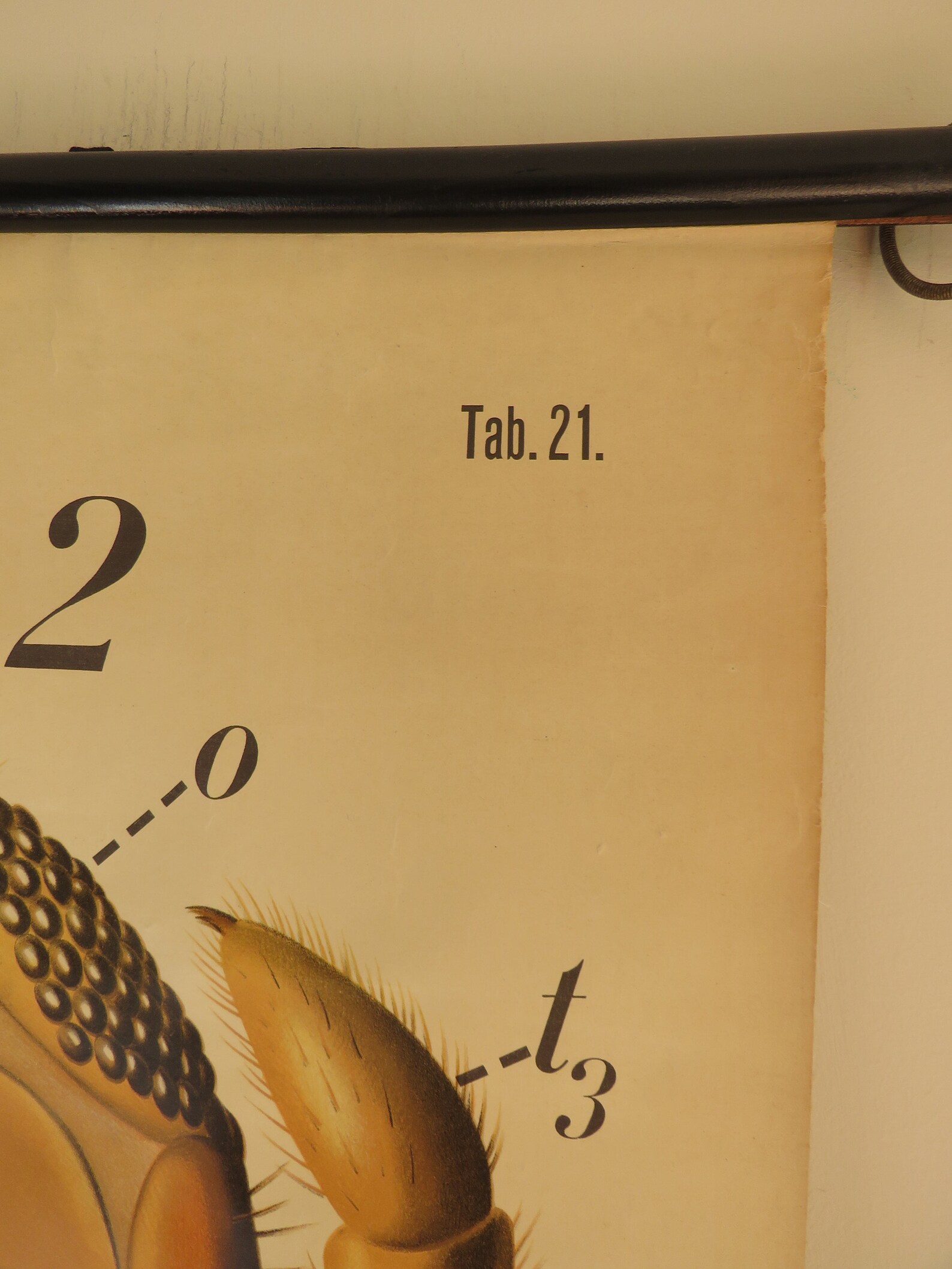 Rare CENTIPEDE School Chart by PAUL PFURTSCHELLER Roll Down Linen ...