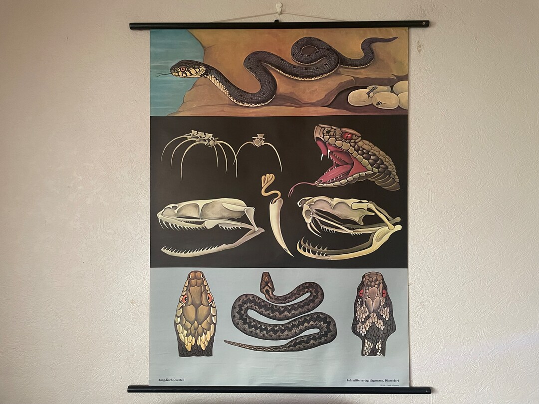 Vintage GRASS SNAKE & VIPER School Chart Jung Koch Quentell Educational ...