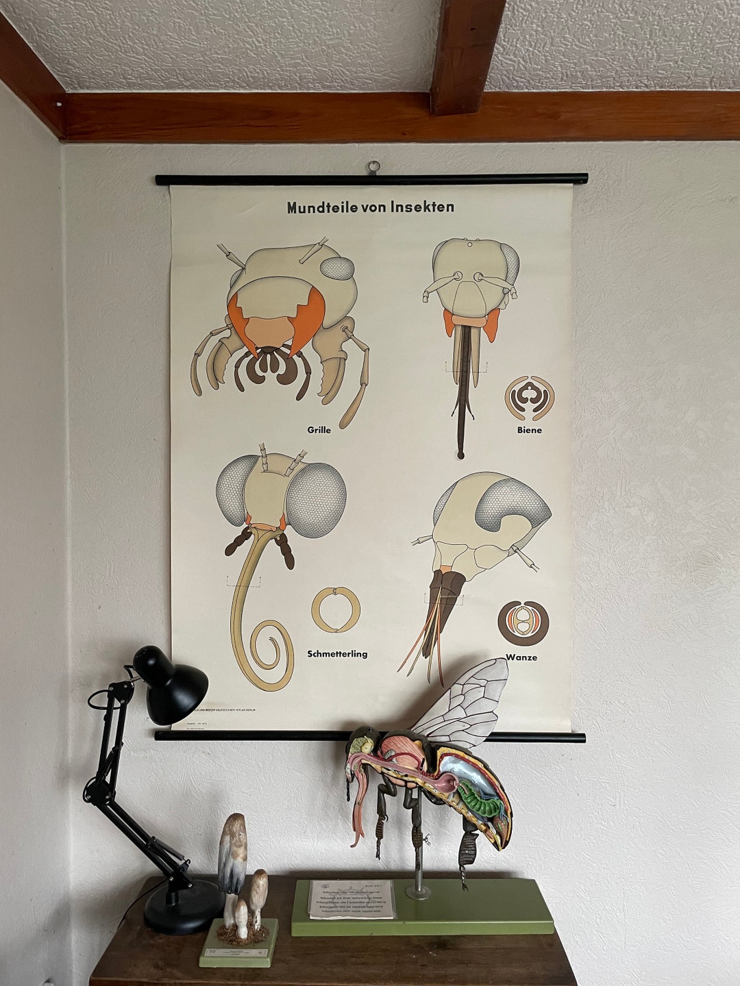 Vintage INSECT MOUTHPARTS School Chart Roll Down Educational Wall Chart ...
