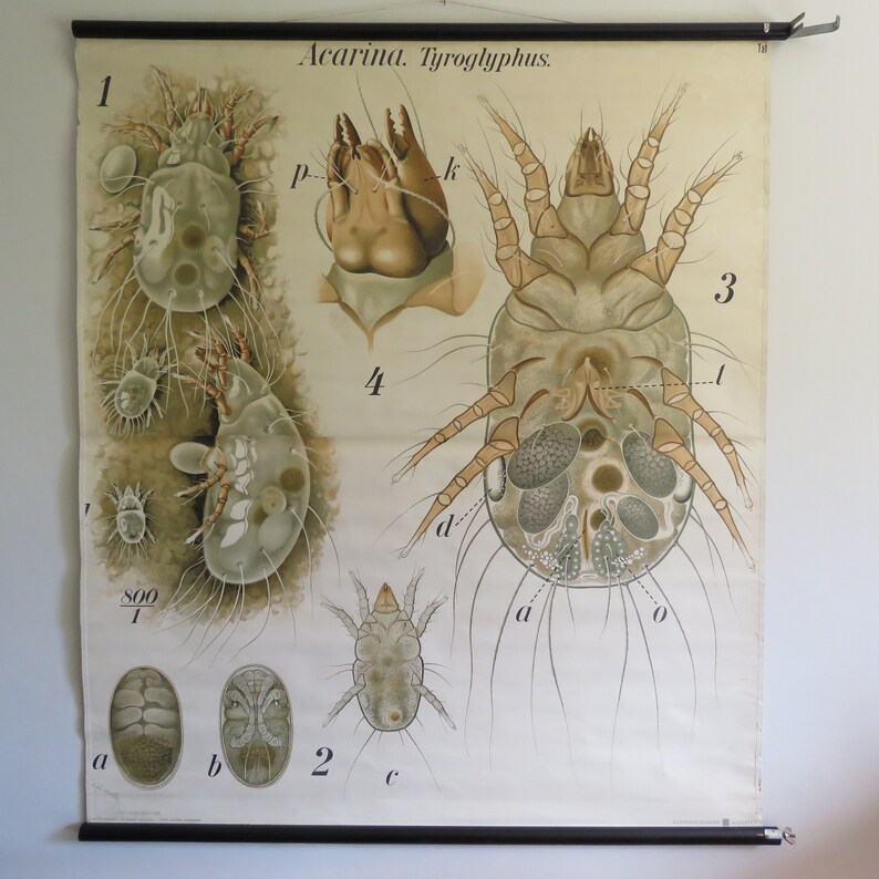 Vintage PAUL PFURTSCHELLER School Chart of a MITE Lithograph 1920-1953 ...