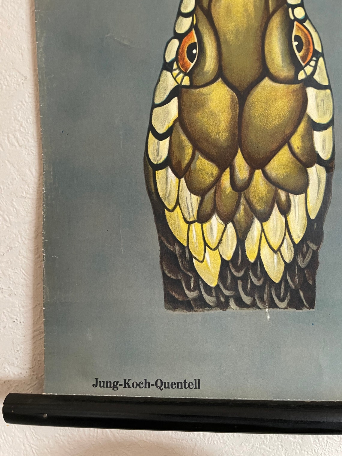 Vintage GRASS SNAKE & VIPER School Chart Jung Koch Quentell - Etsy
