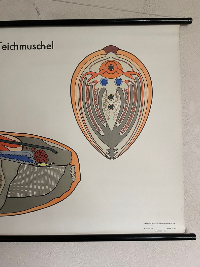 Vintage MUSSEL School Chart BIVALVE Roll Down Educational Chart. - Etsy