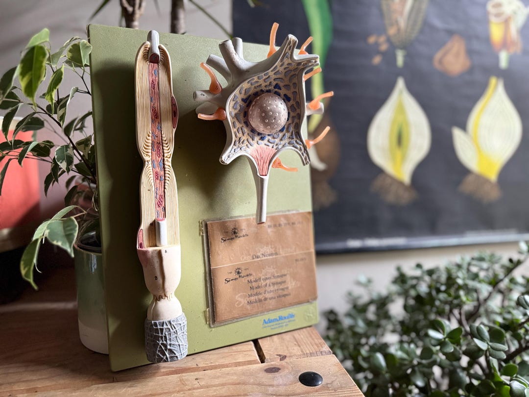 Vintage Somso NEURON Educational Model Medical School Model Mounted ...