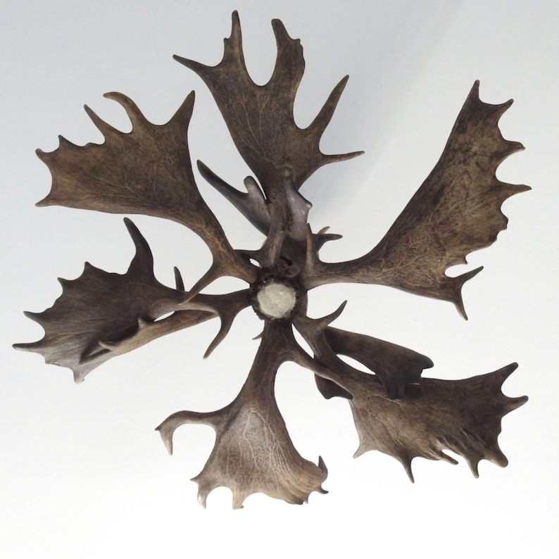 Real Fallow Deer Antler Chandelier for 6 Lights With Candle Bulb ...