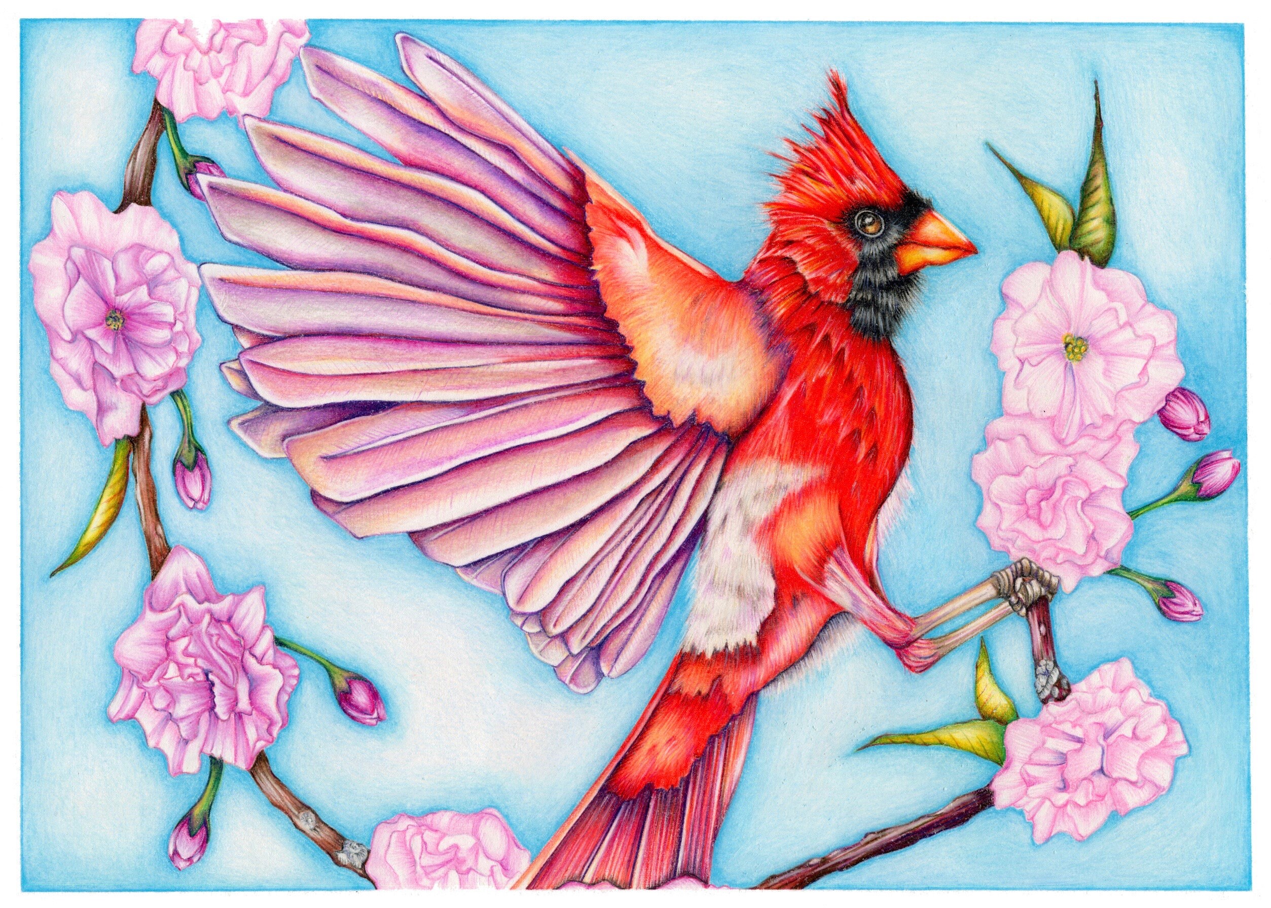 Fine Art Print Cardinal in Flight on Cherry Blossoms - Etsy