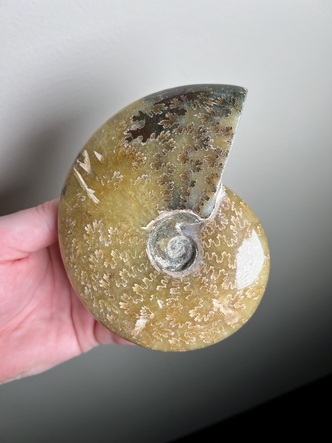 Rainbow Iridescent Ammonite Fossil, Opalized Ammonite, Quartz, Ammolite ...