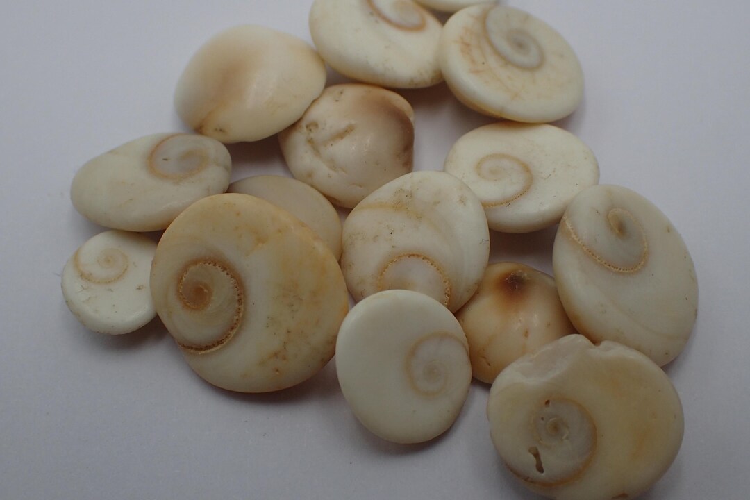 Lot of Vintage Eye of St. Lucia Shells - Etsy