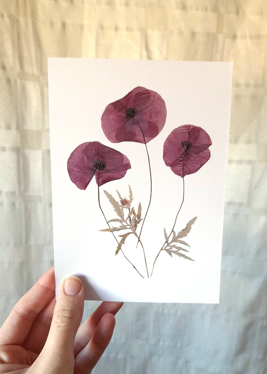 Pressed Flower Art Print Botanical Print Poppy Flower Wall Art Home ...