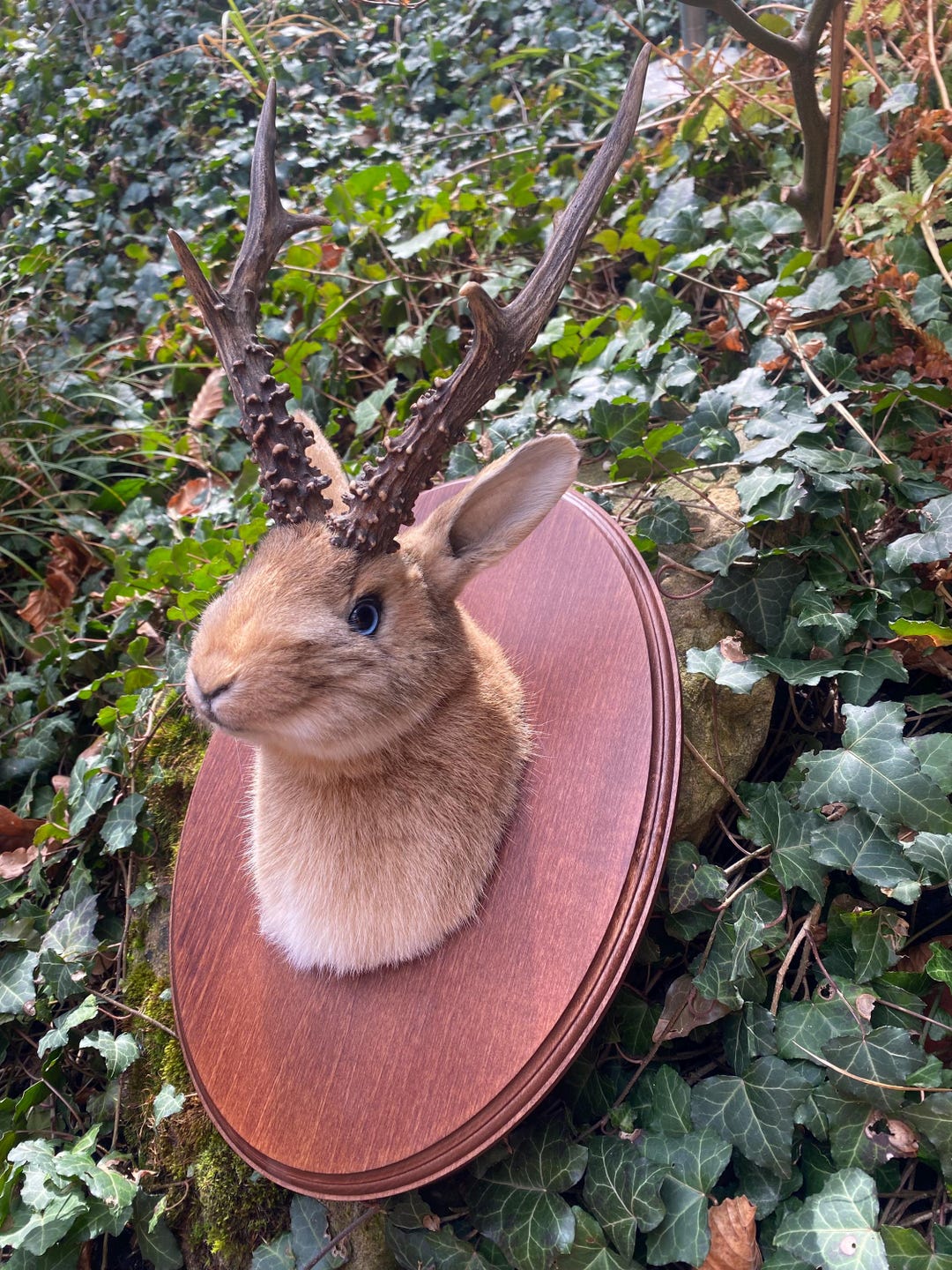 Jackalope New Awesome Taxidermy * Art* Decor * * Rabbit Jackalope - Etsy