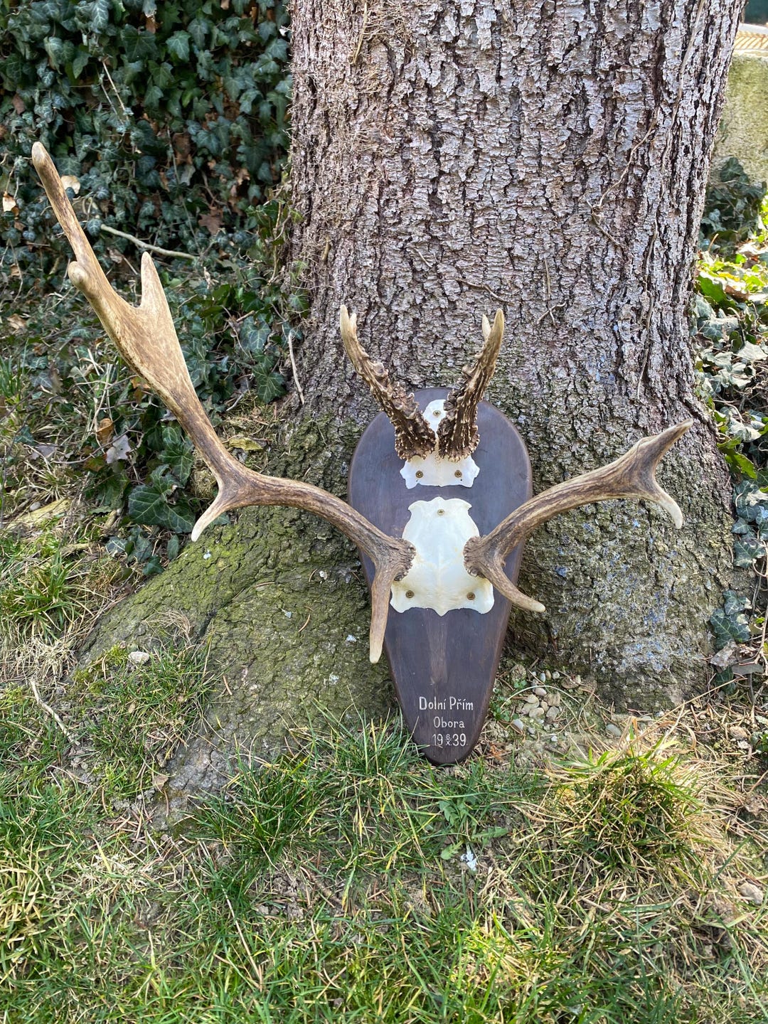 Antique Fallow and Roe Deer Antlers Wood Mounts Blackforest Victorian ...