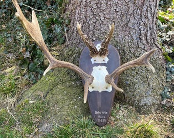 Antique Fallow Deer Antlers Wood Carved Mounts Blackforest Victorian ...
