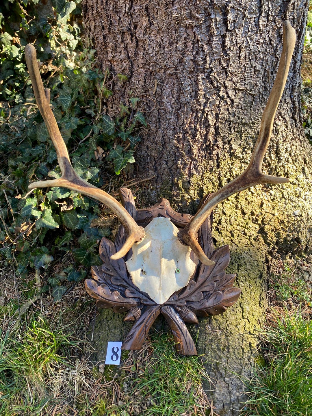 Fallow Deer Trophy Mount Hand Carved - Etsy