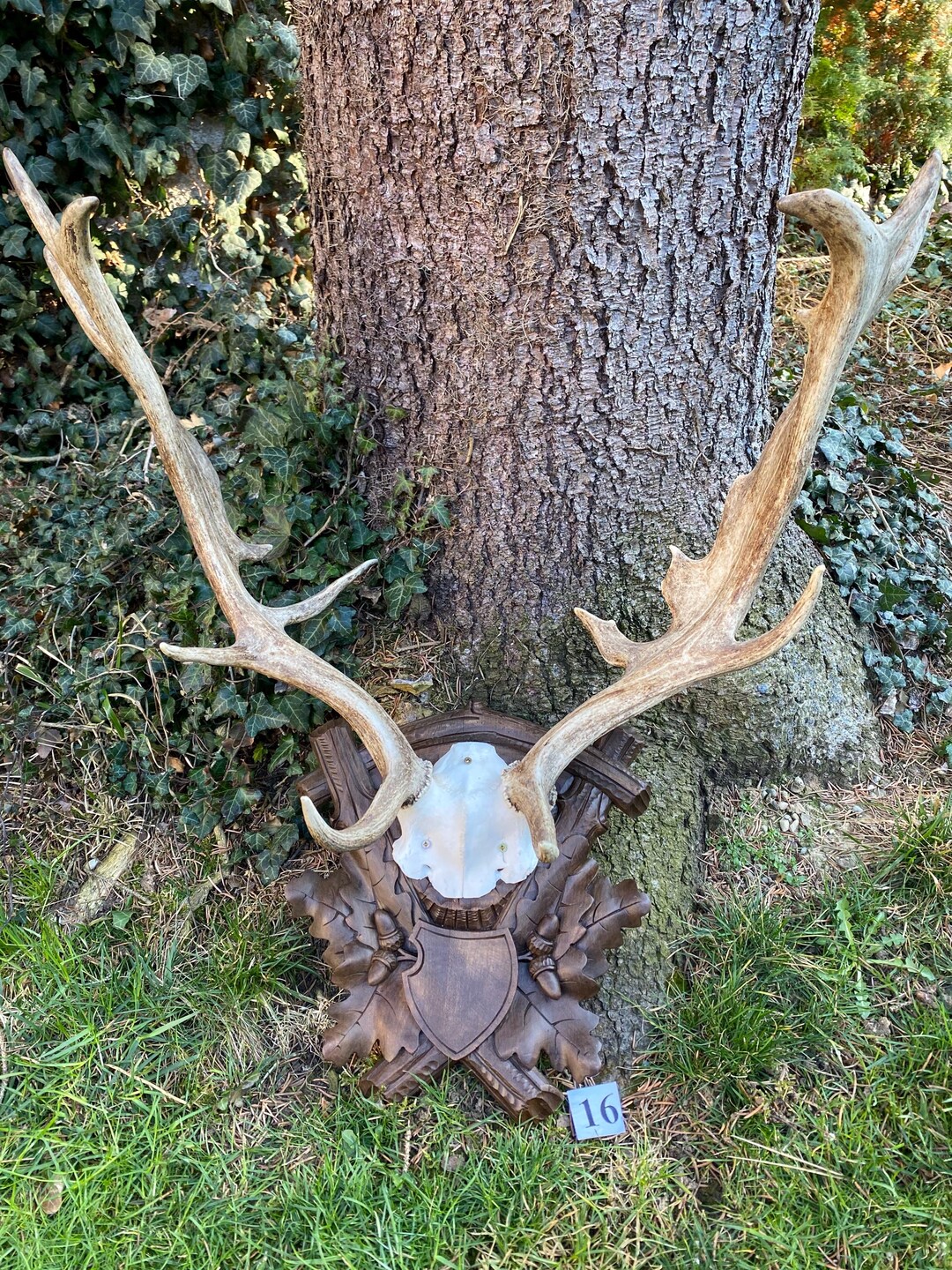 Very Strong Fallow Deer Trophy Mount Hand Carved - Etsy