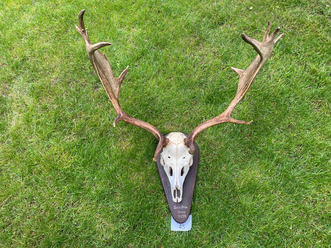 Antique Fallow Deer Antlers Wood Carved Mounts Blackforest Victorian ...