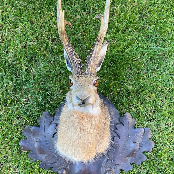 Jackalope Taxidermy - Etsy