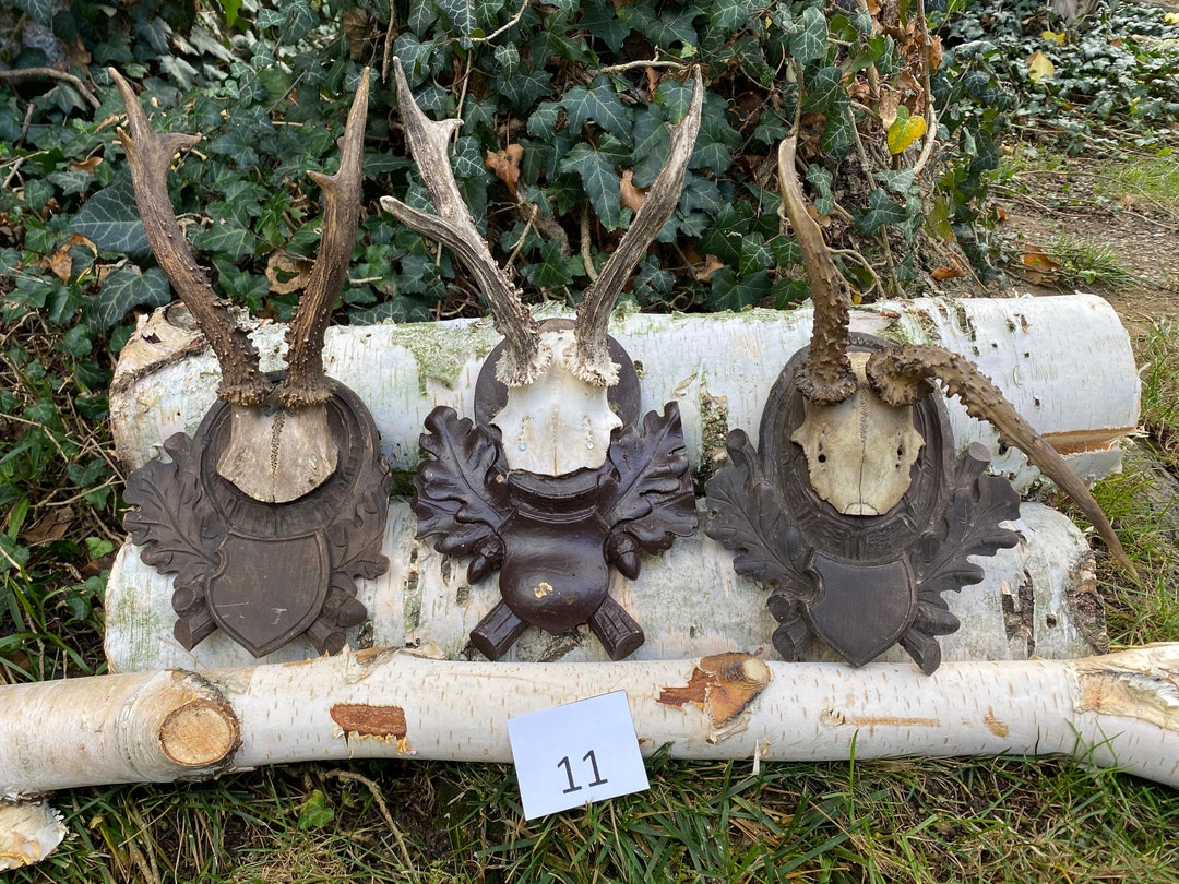 Antique Roedeer Antlers Wood Carved Mounts Blackforest - Etsy