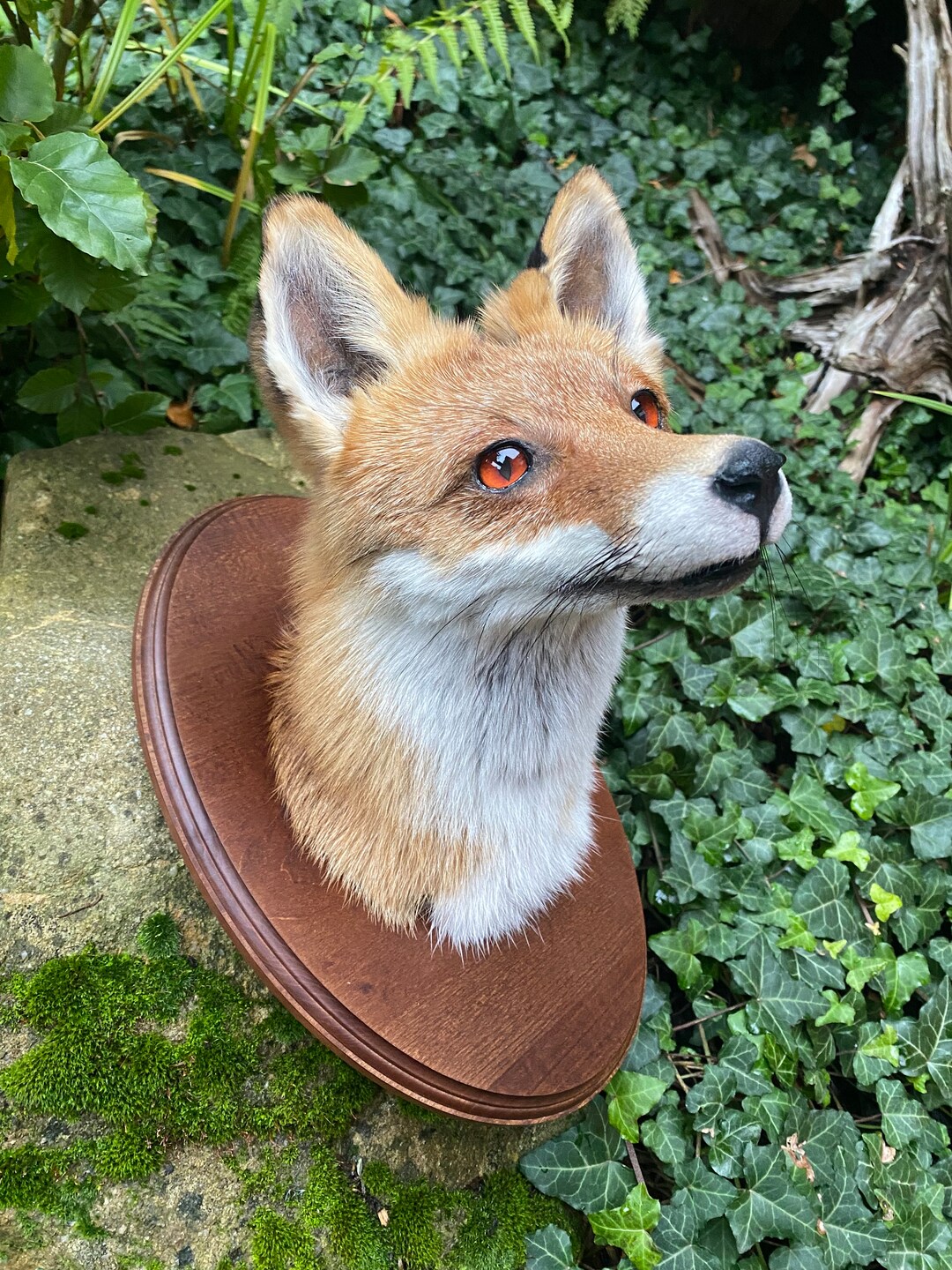 New RED FOX TAXIDERMY With Antique Wood Mount - Etsy