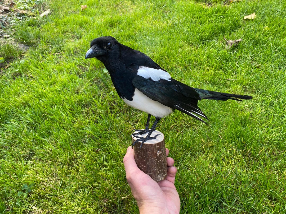 New MAGPIE TAXIDERMY Natural Death - Etsy