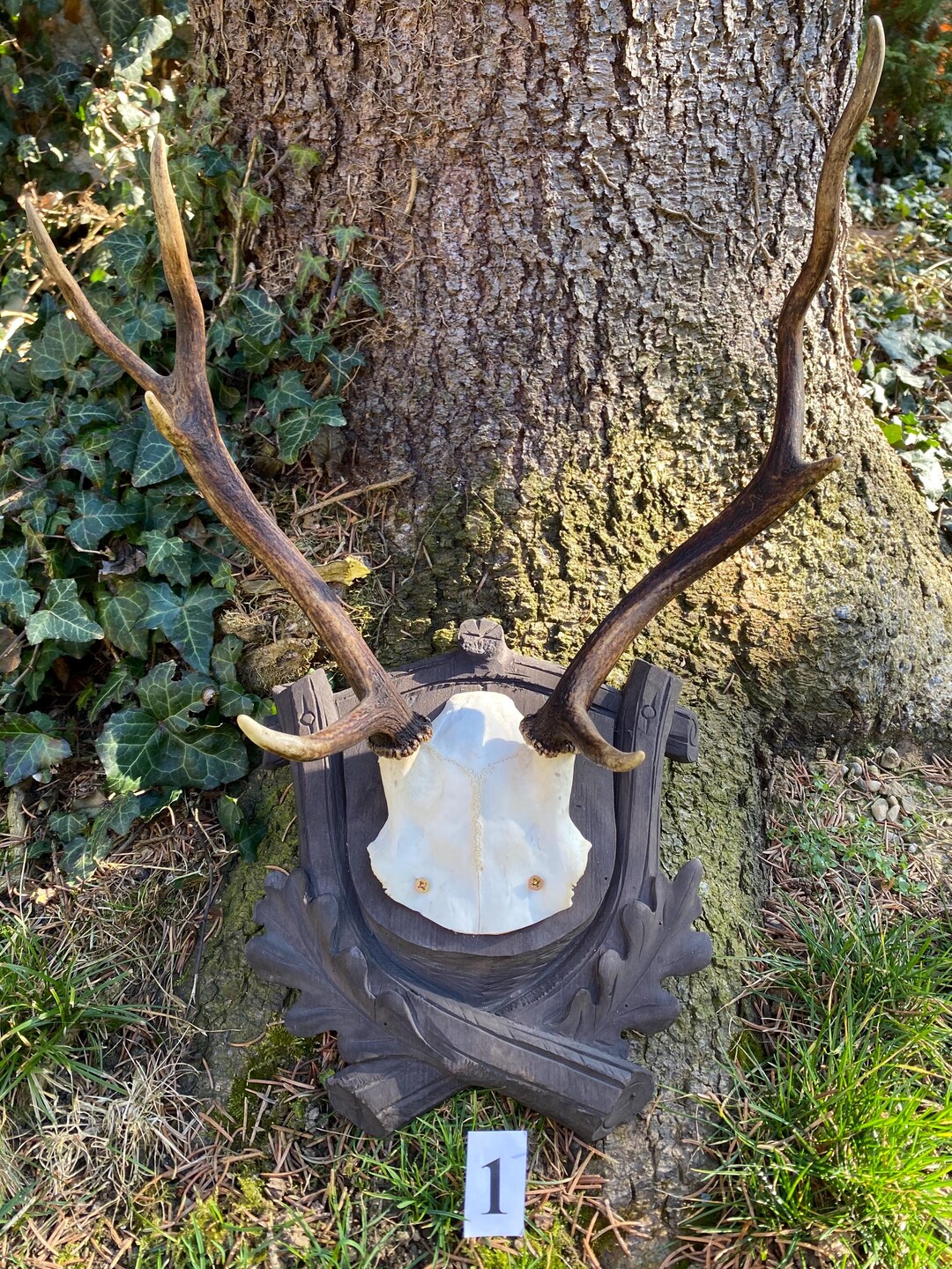 Fallow Deer Trophy Mount Hand Carved - Etsy