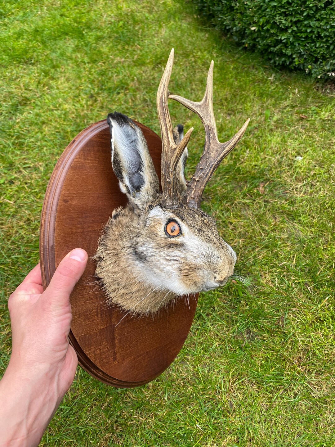 Jackalope New Awesome Taxidermy Art Decor Hare Jackalope - Etsy
