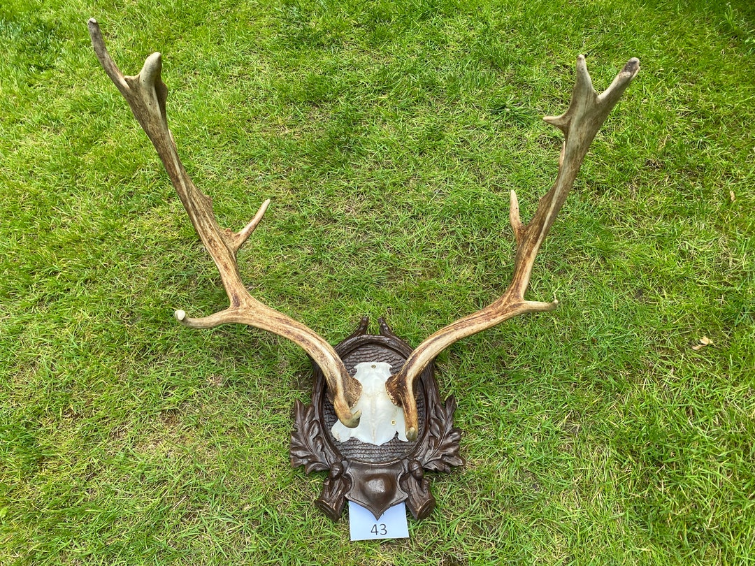 Antique Fallow Deer Antlers Wood Carved Mounts Blackforest Victorian Austria Germany Czechia - Etsy
