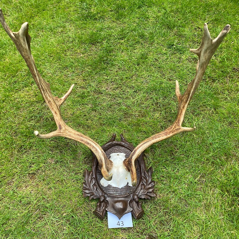 Deer Antler Mount - Etsy