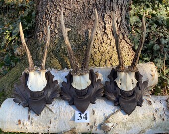 Antique Fallow Deer Antlers Wood Carved Mounts Blackforest Victorian ...