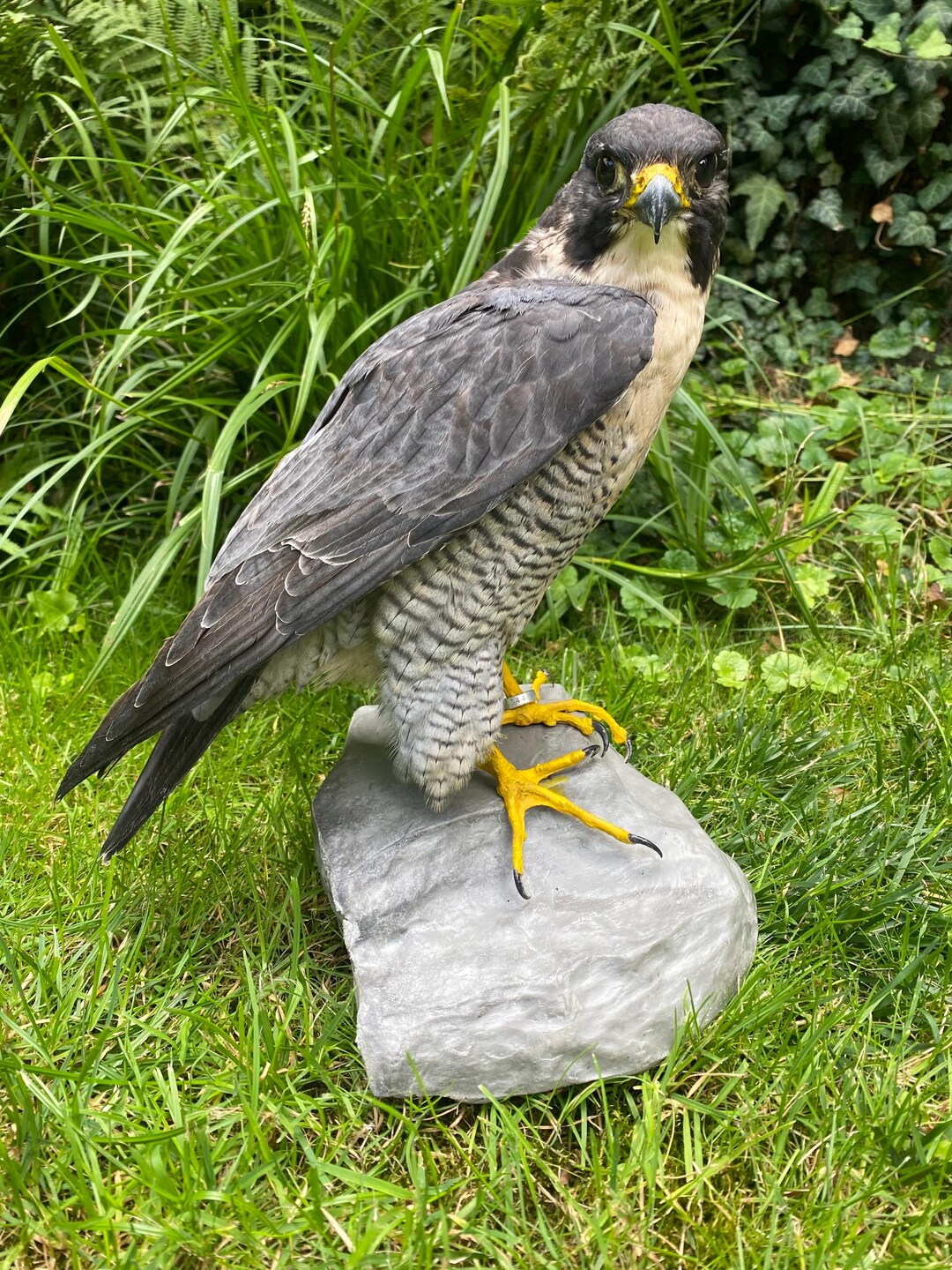 Falco Peregrinus Male Hawk With CITES New Taxidermy - Etsy