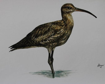 Curlew Bird Drawing - Etsy