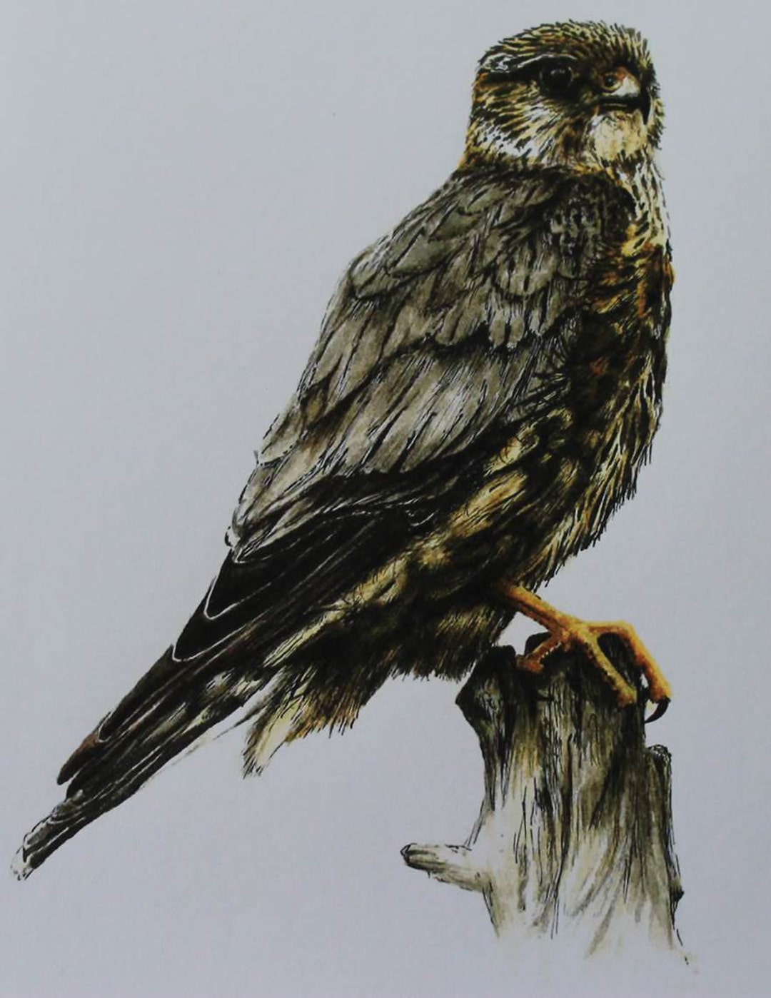 Merlin ( Ink Drawing ) - Etsy