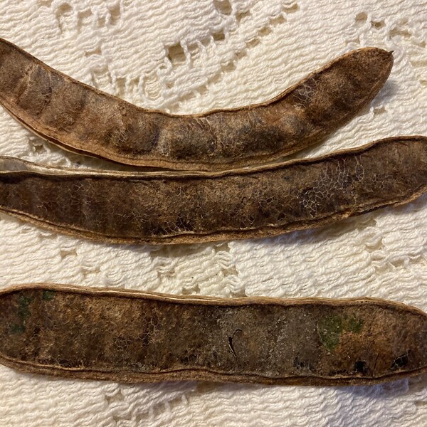 Tree Seed Pods - Etsy