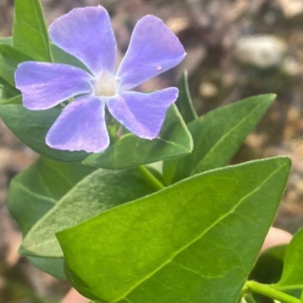 Periwinkle Purple - Etsy