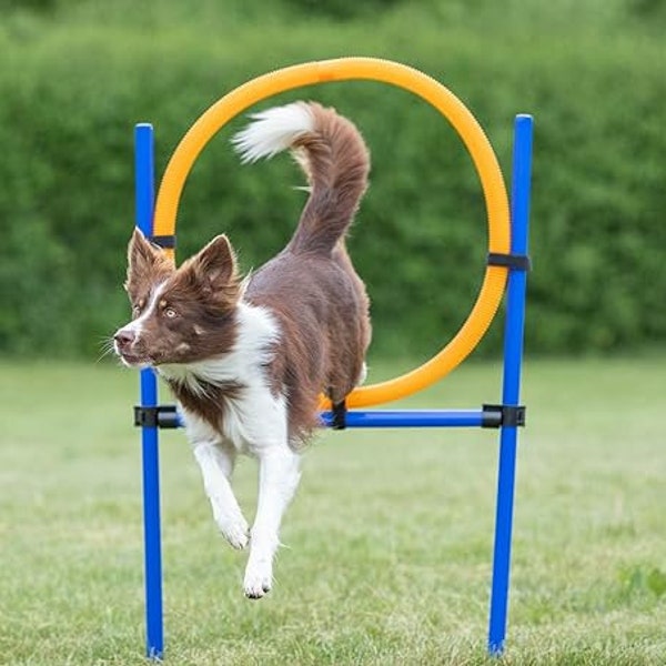 Agility Equipment - Etsy