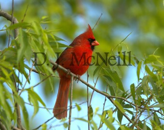 Untamedwildlife - Etsy