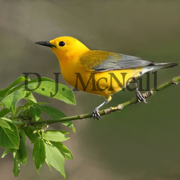Prothonotary Warbler - Etsy