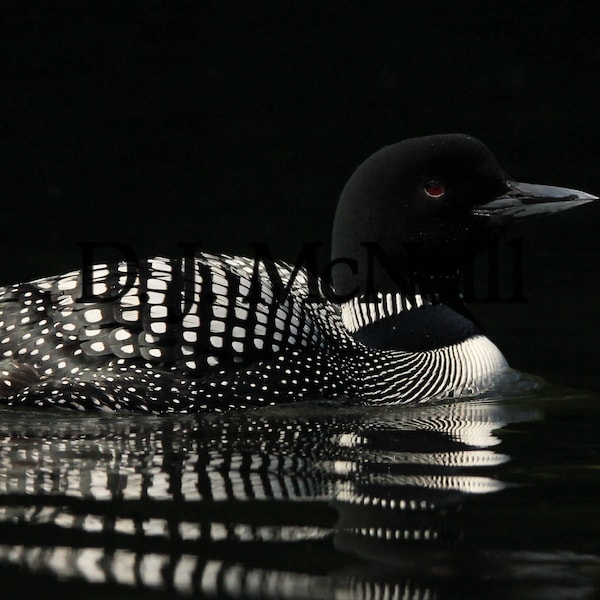Loon Photo - Etsy