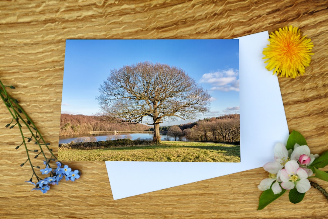 A Winter Tree at Linacre Reservoirs, Chesterfield Peak District A6 ...