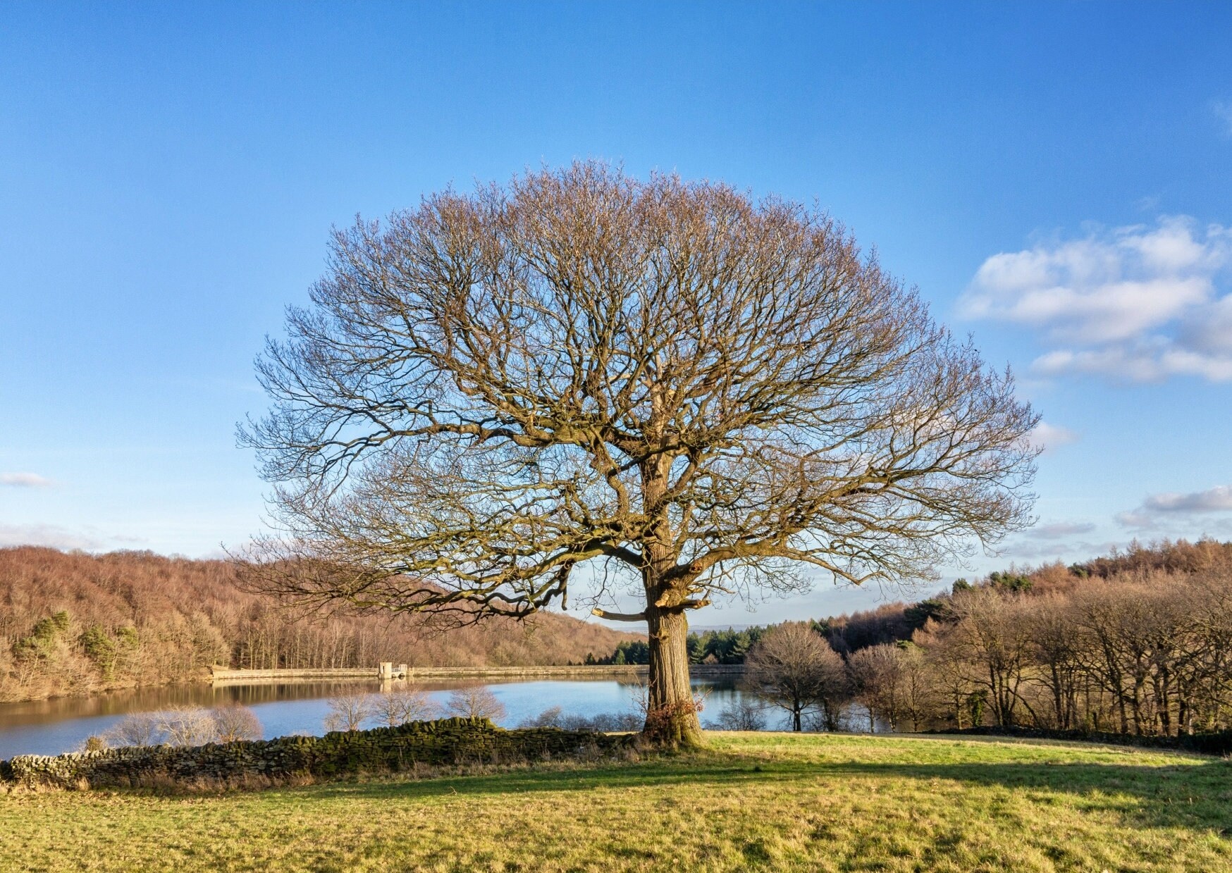 A Winter Tree at Linacre Reservoirs, Chesterfield Peak District A6 ...
