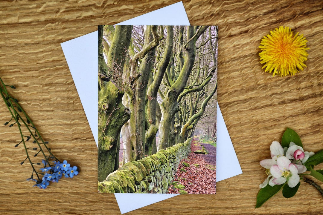 Beech Trees at Upper Moor, Peak District Greetings Card 5"x7" and ...
