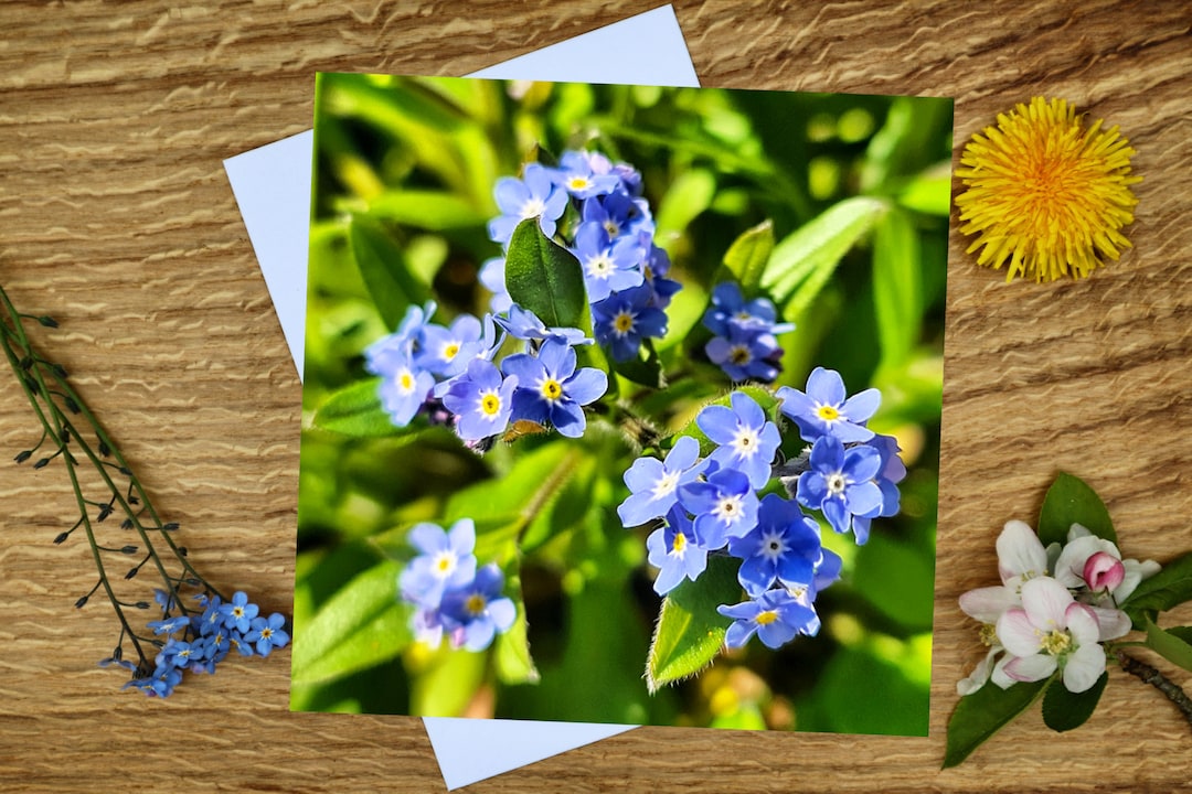 Forget-me-not 6"x6" Greeting Card or Canvas Print - Etsy