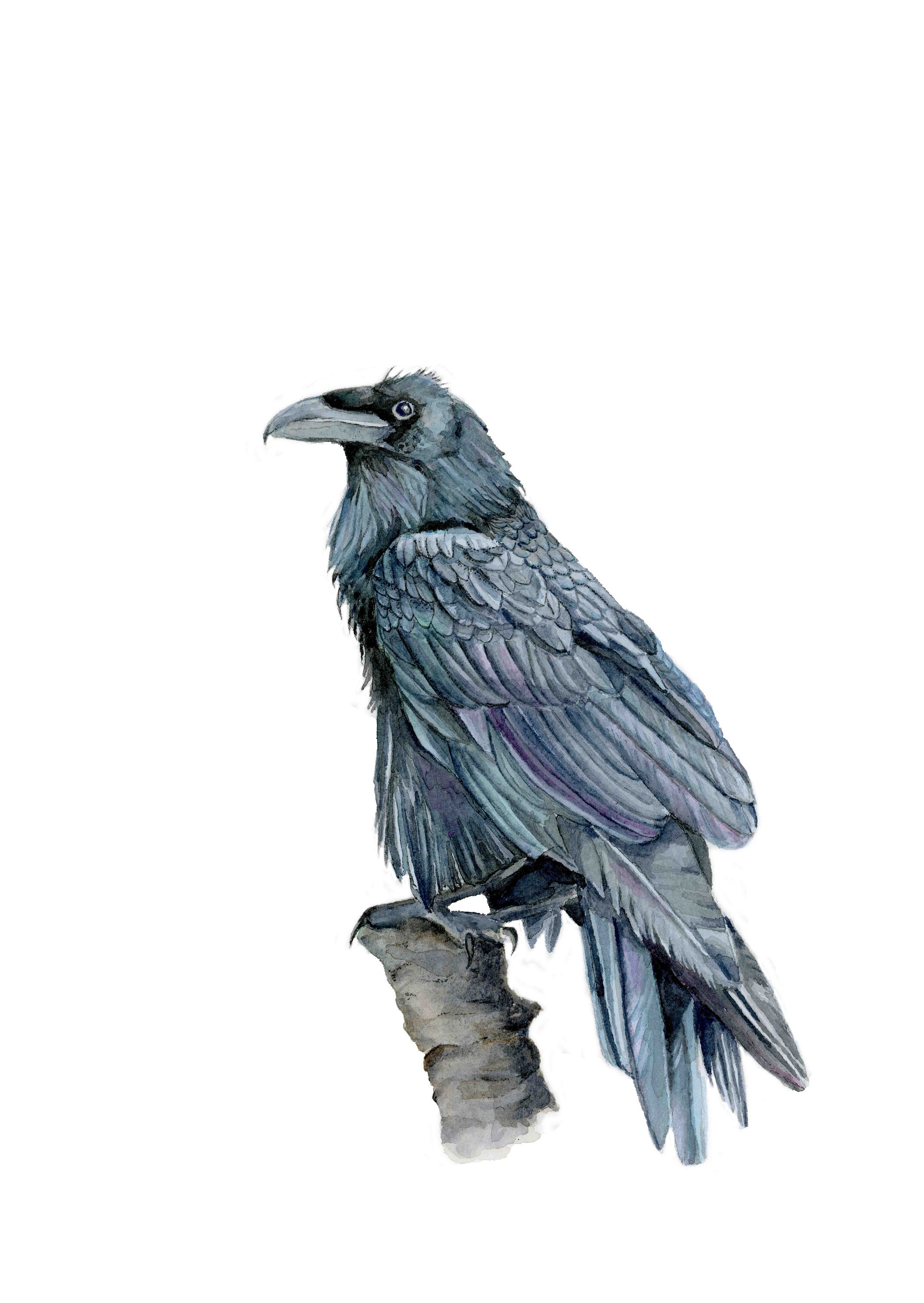 Raven Original Watercolour Painting - Etsy